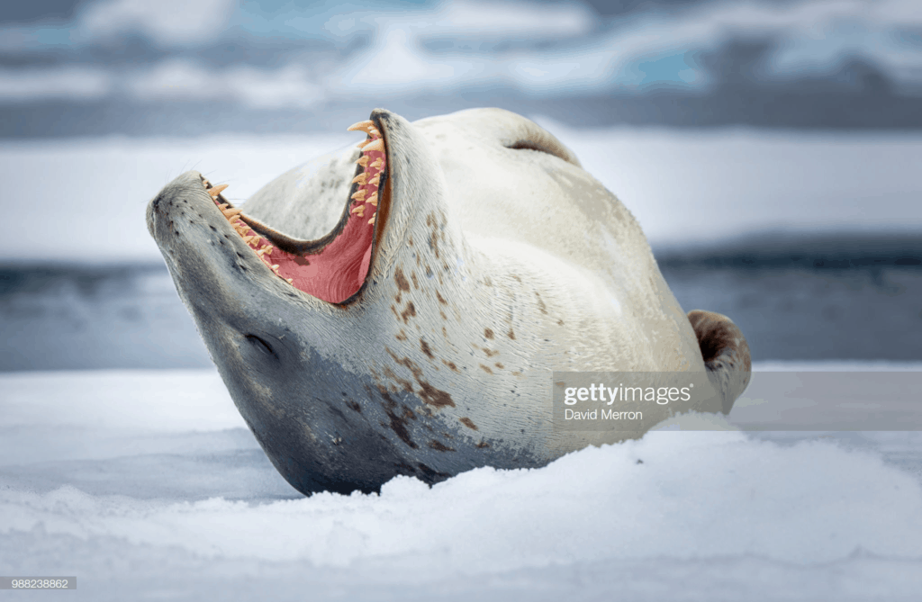 35 Amazing Animals that Live in the Coldest Waters Around the World