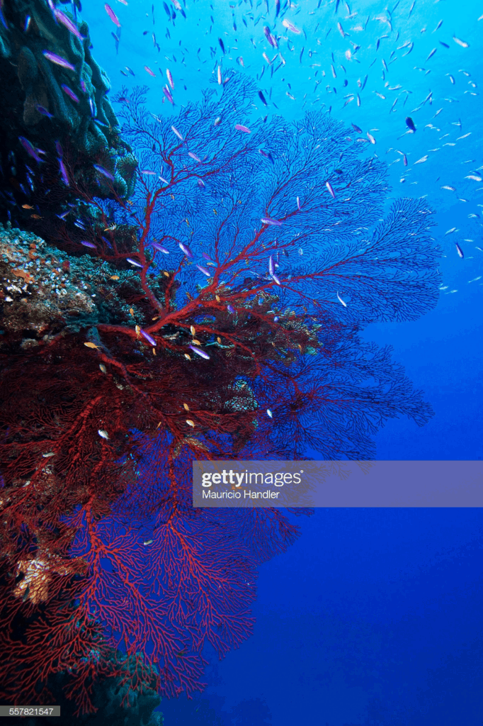 35 Amazing Animals that Live in the Coldest Waters Around the World