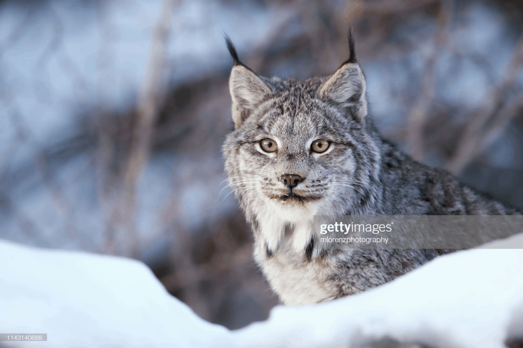35 Amazing Animals that Live in the Coldest Waters Around the World
