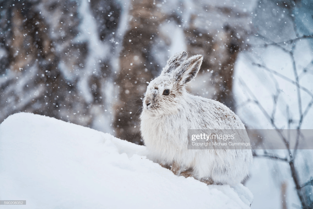 35 Amazing Animals that Live in the Coldest Waters Around the World