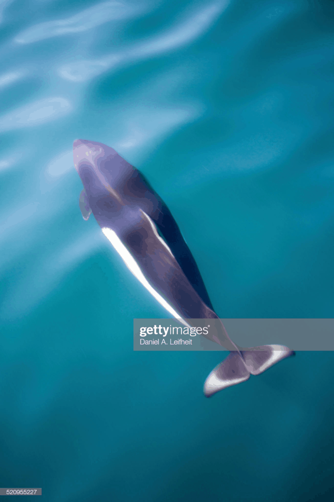 35 Amazing Animals that Live in the Coldest Waters Around the World