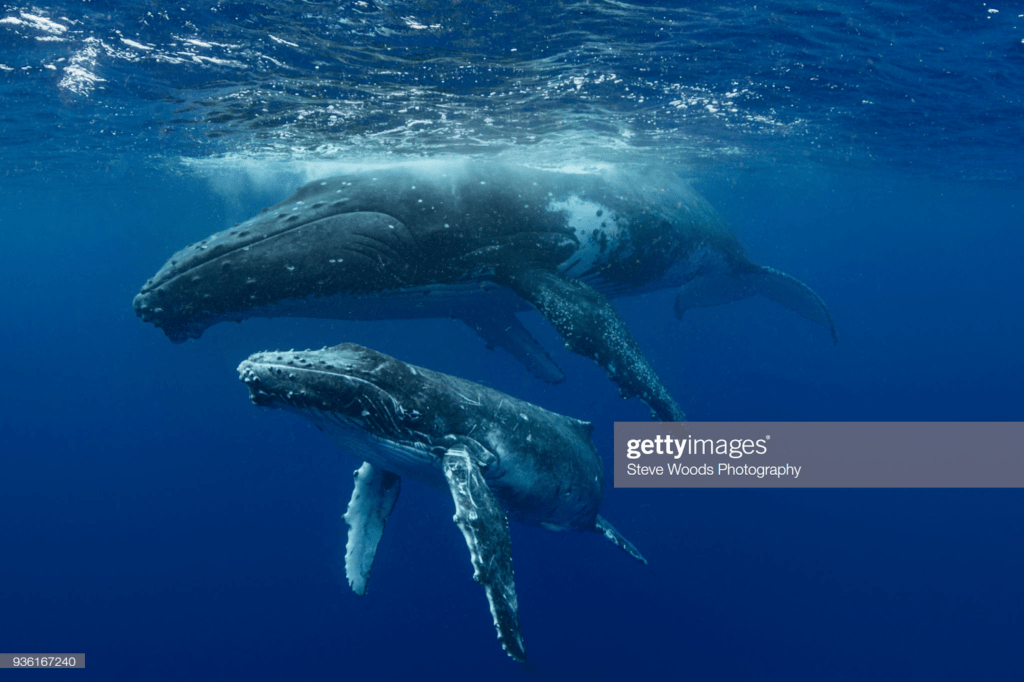 35 Amazing Animals that Live in the Coldest Waters Around the World