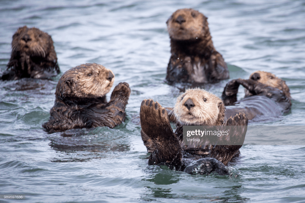 35 Amazing Animals that Live in the Coldest Waters Around the World