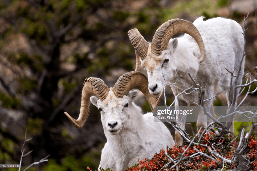 35 Amazing Animals that Live in the Coldest Waters Around the World
