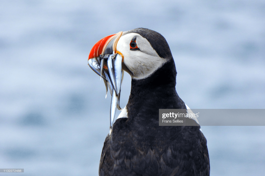 35 Amazing Animals that Live in the Coldest Waters Around the World