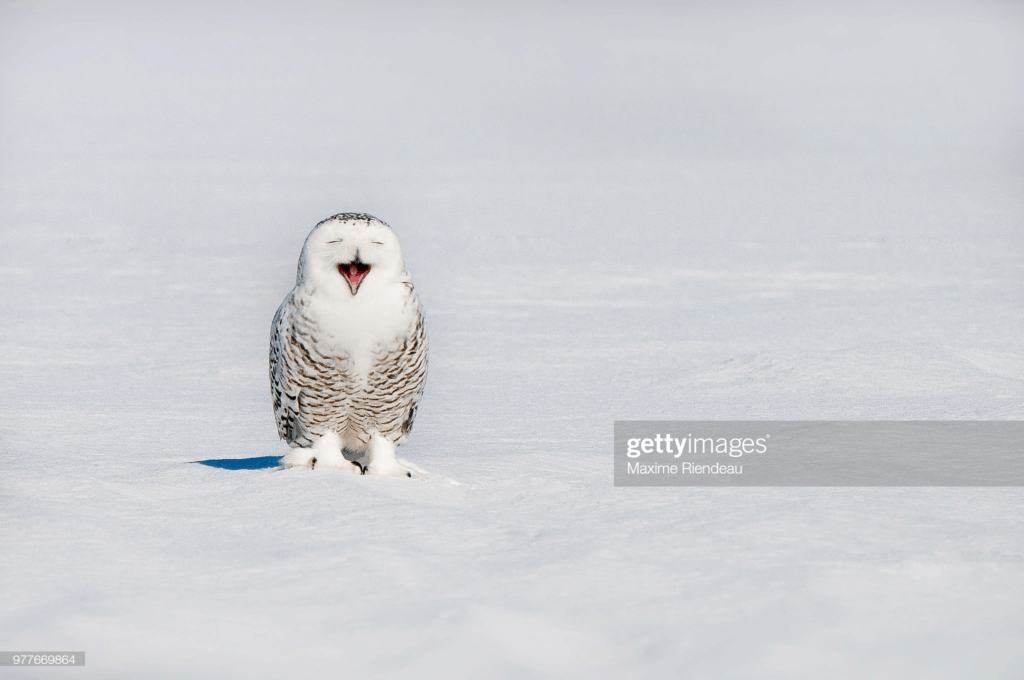 35 Amazing Animals that Live in the Coldest Waters Around the World