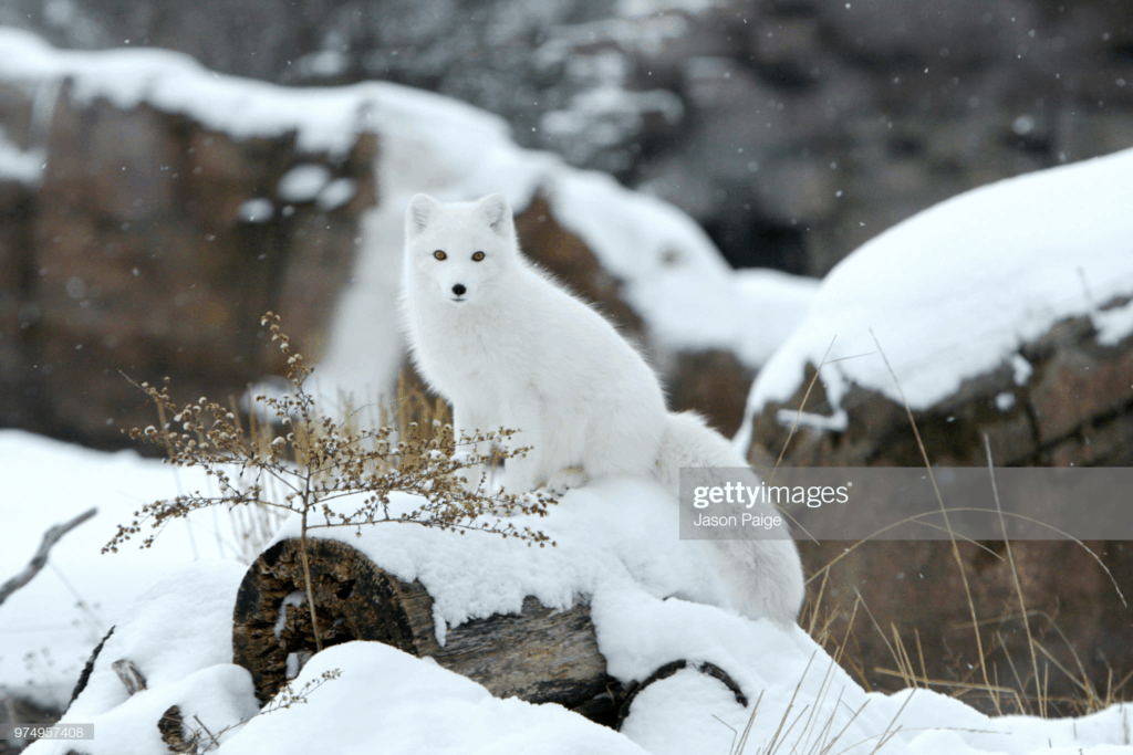 35 Amazing Animals that Live in the Coldest Waters Around the World