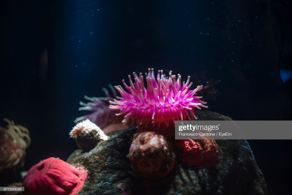 35 Amazing Animals that Live in the Coldest Waters Around the World