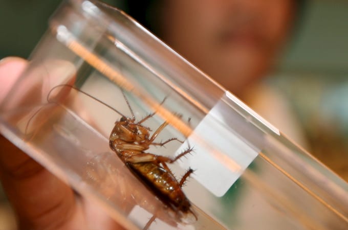 Cockroaches Are Now Immune to Insecticides, Making Them A Superbug