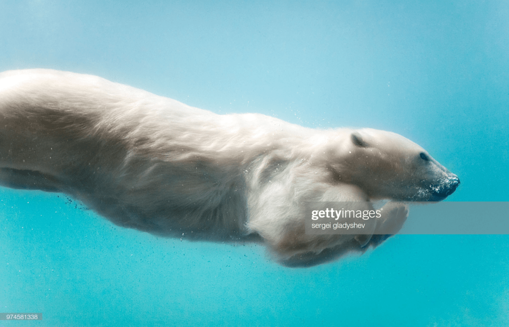 35 Amazing Animals that Live in the Coldest Waters Around the World