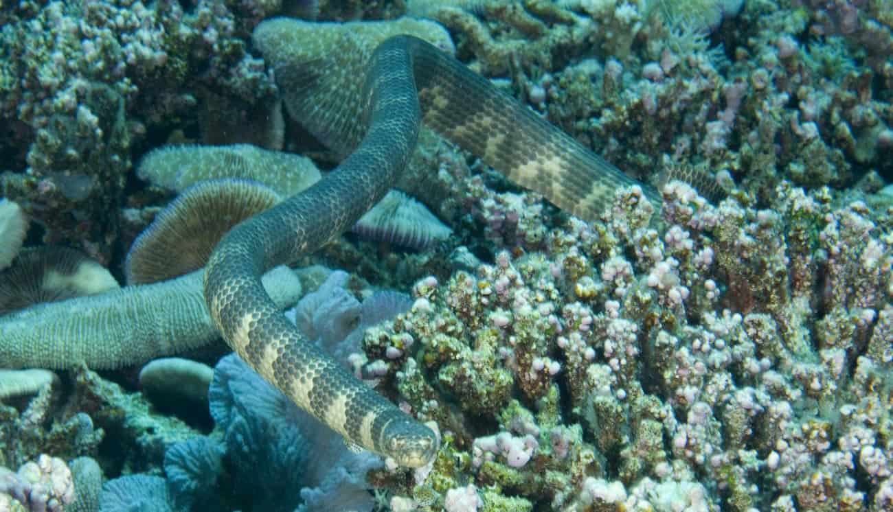 40 Times Earth's Animals Created Nightmares