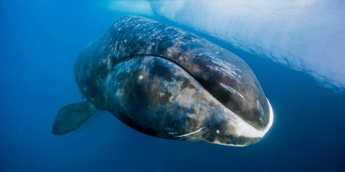 40 Animal Species that Outlive the Rest