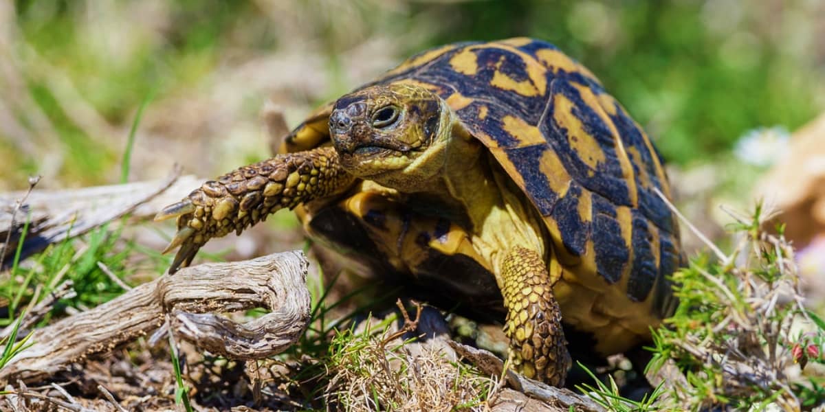 40 Animal Species that Outlive the Rest