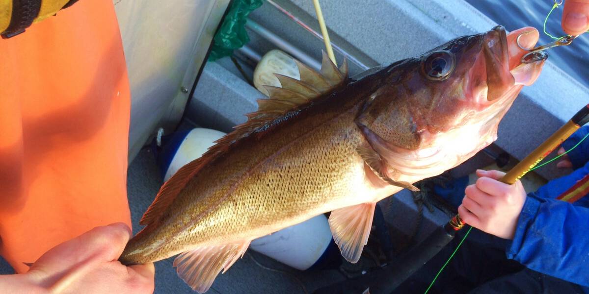 40 Animal Species that Outlive the Rest