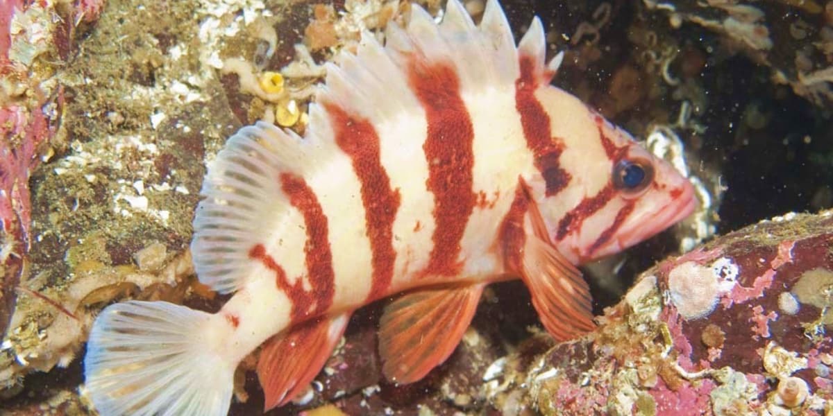 40 Animal Species that Outlive the Rest