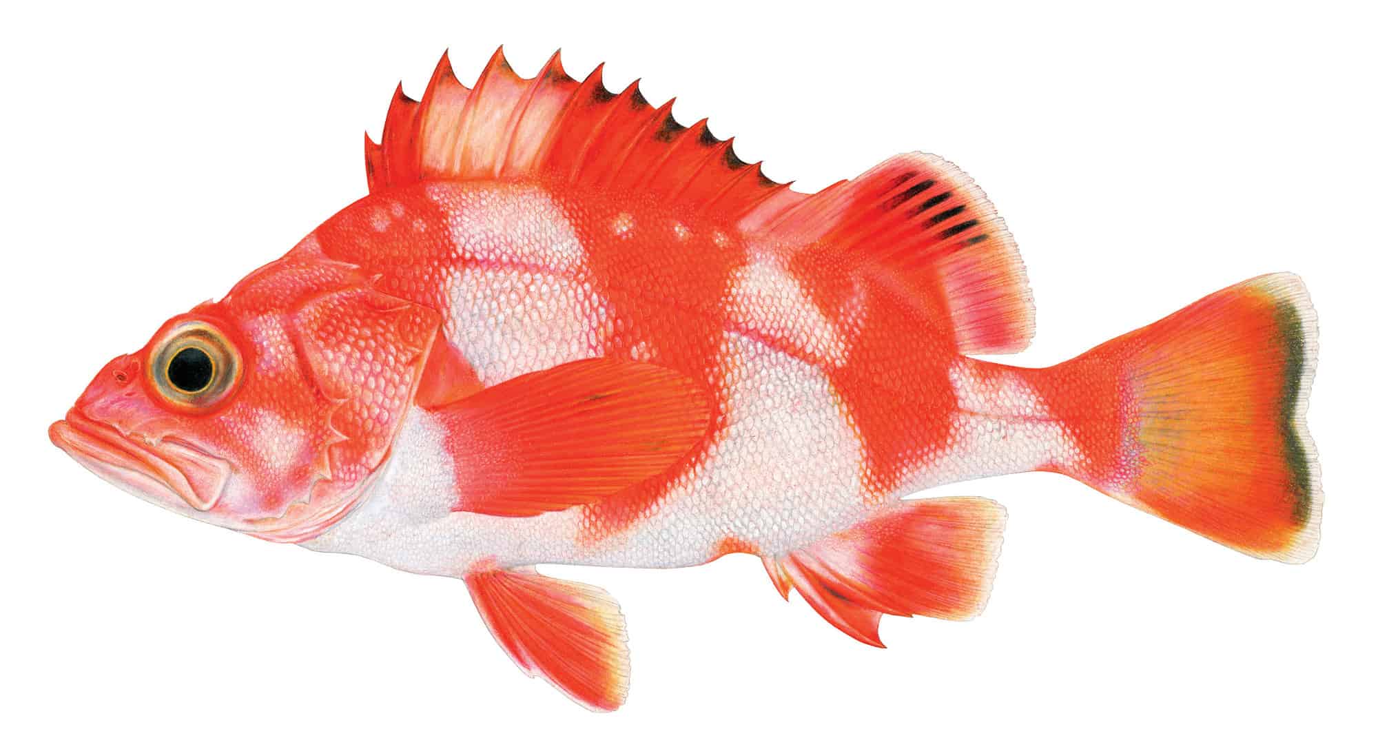 40 Animal Species that Outlive the Rest