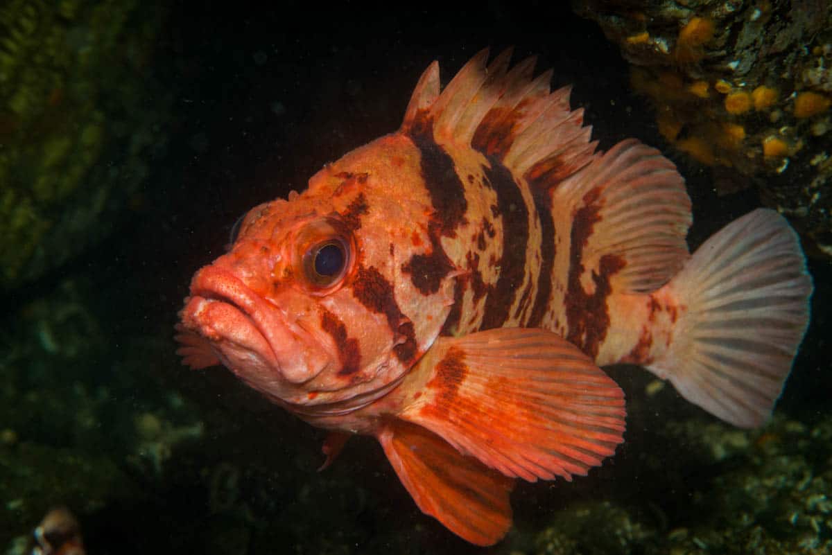 40 Animal Species that Outlive the Rest