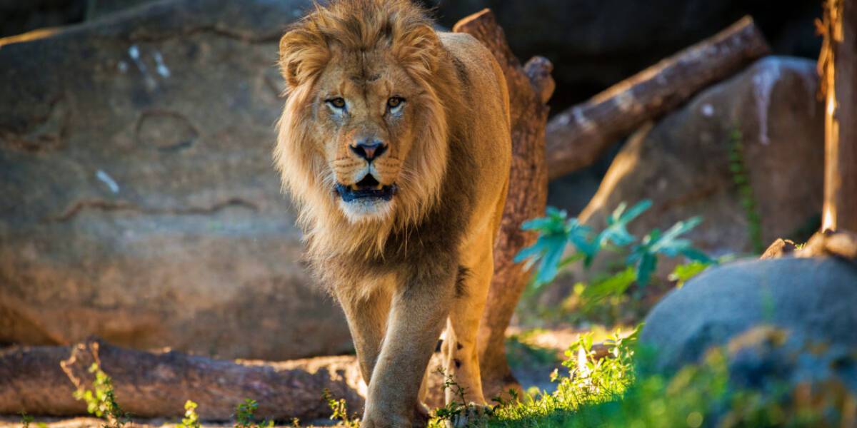 40 of the Most Impressive Predatory Cats in Nature