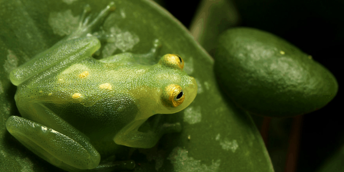 Hidden Secrets Of The Amazon Rainforest