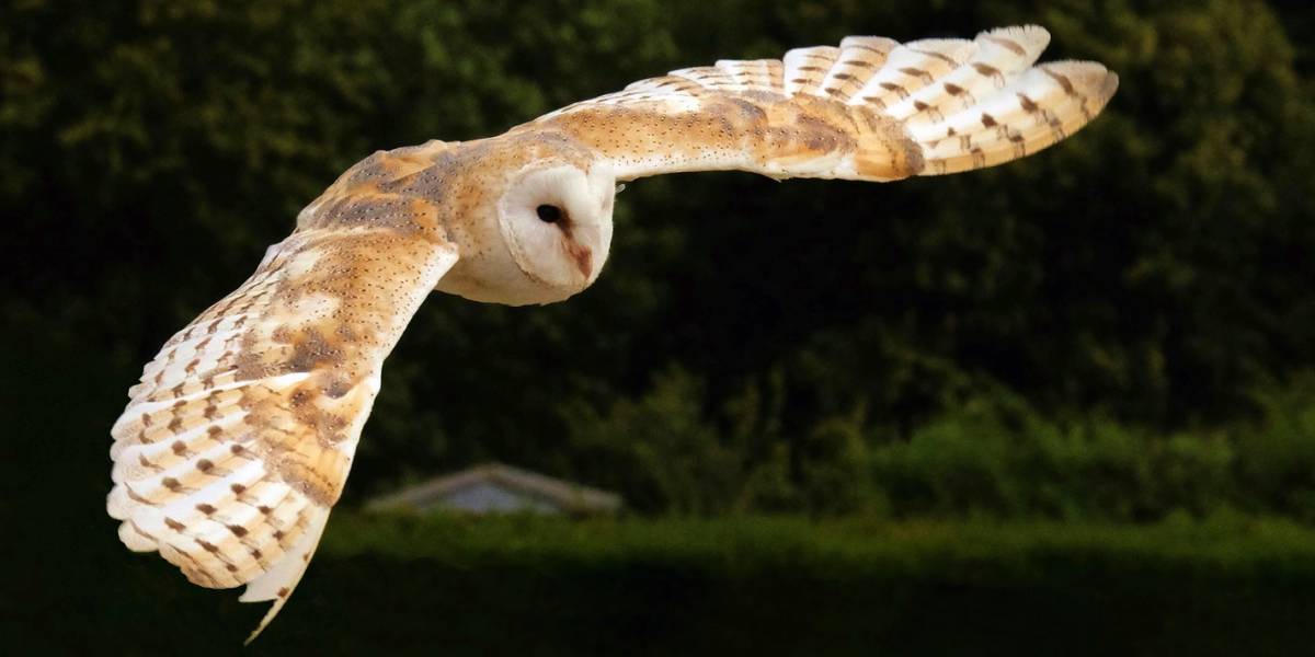 Hidden Secrets Of The Amazon Rainforest