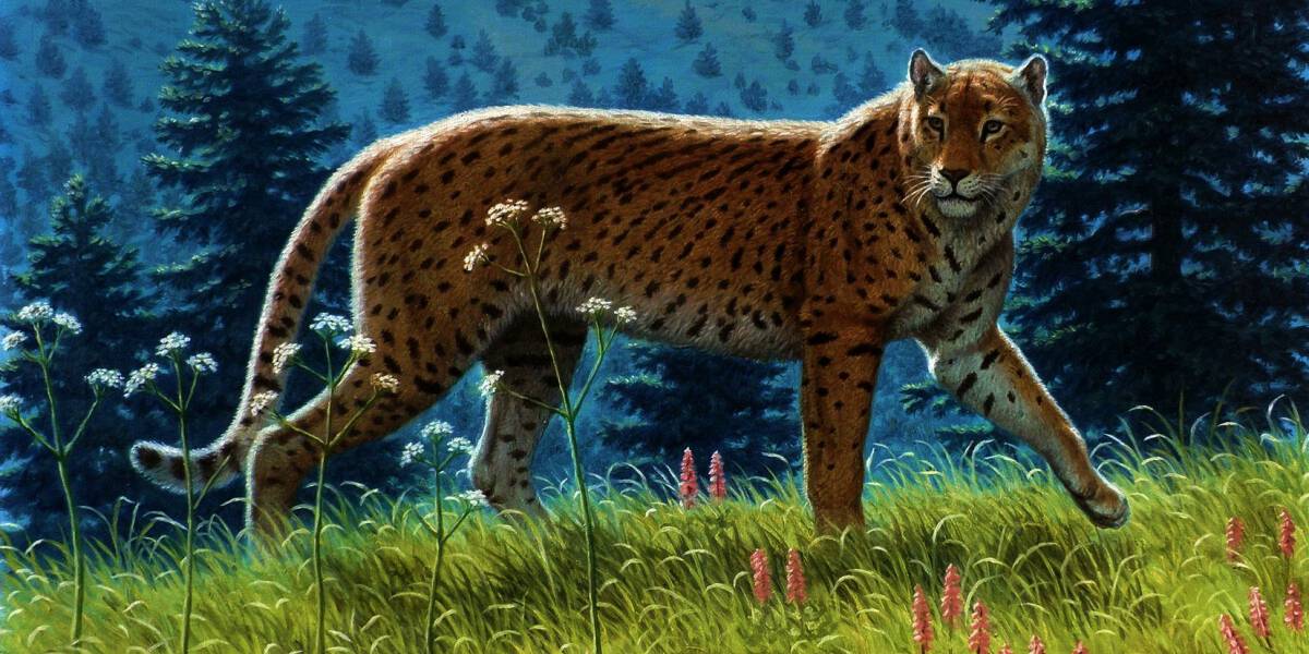 40 of the Most Impressive Predatory Cats in Nature