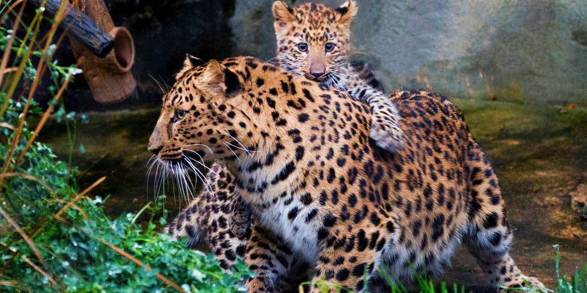 40 of the Most Impressive Predatory Cats in Nature