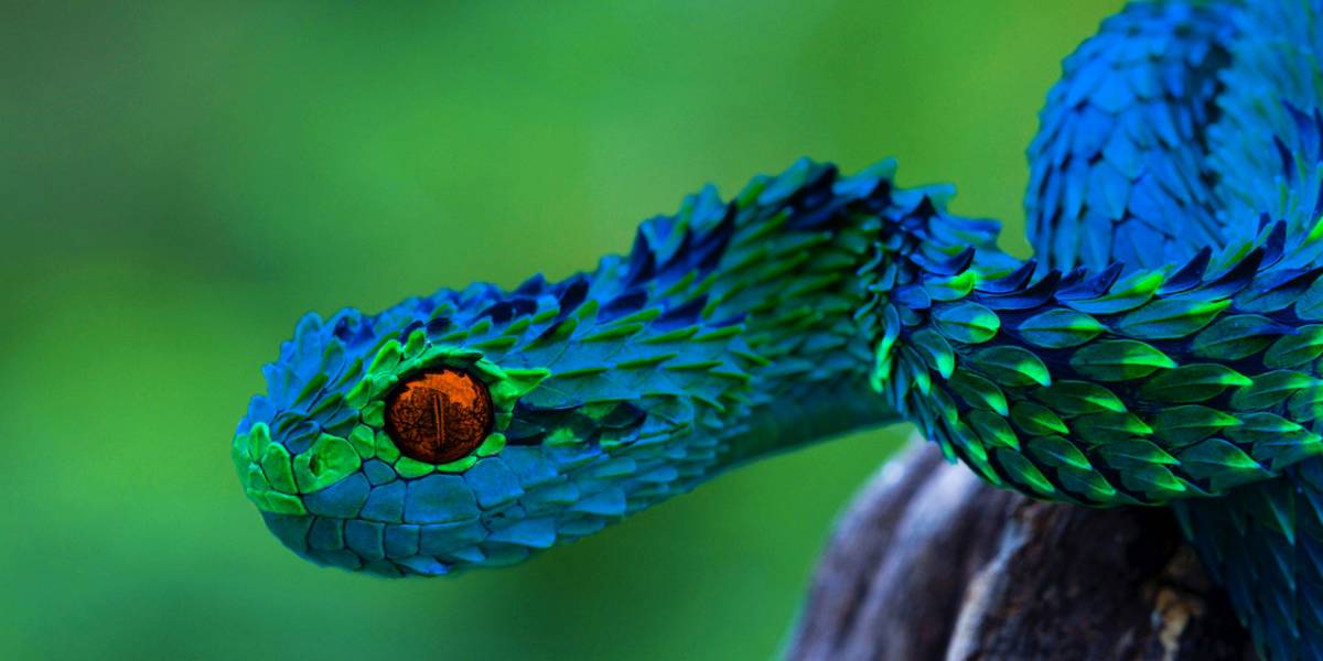 50 Out of the Ordinary Animals from History