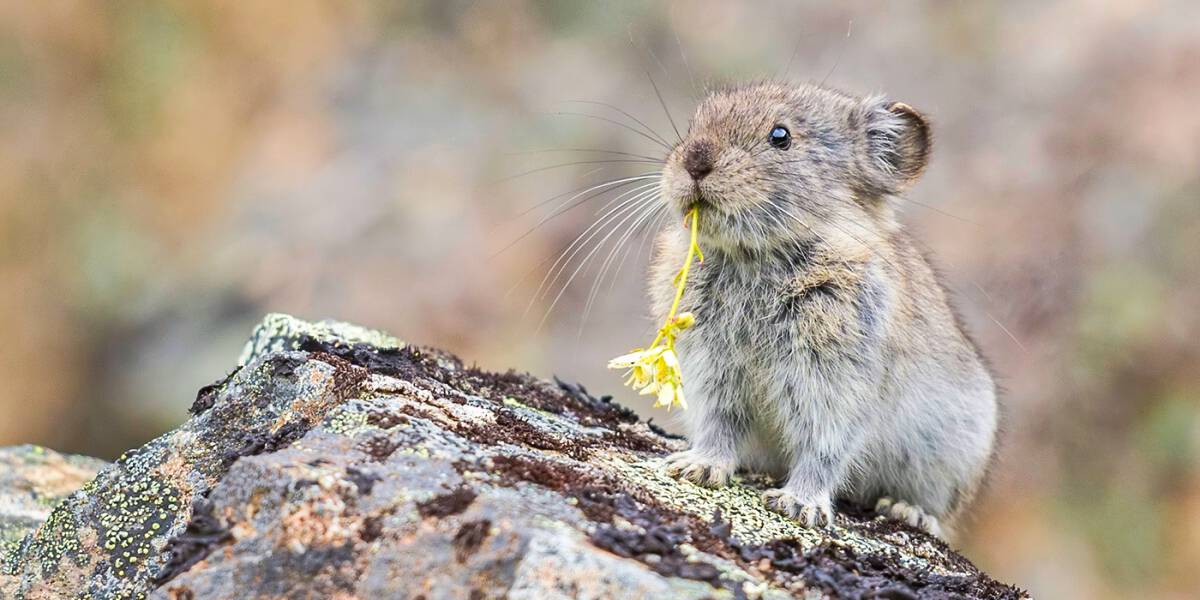 50 Out of the Ordinary Animals from History