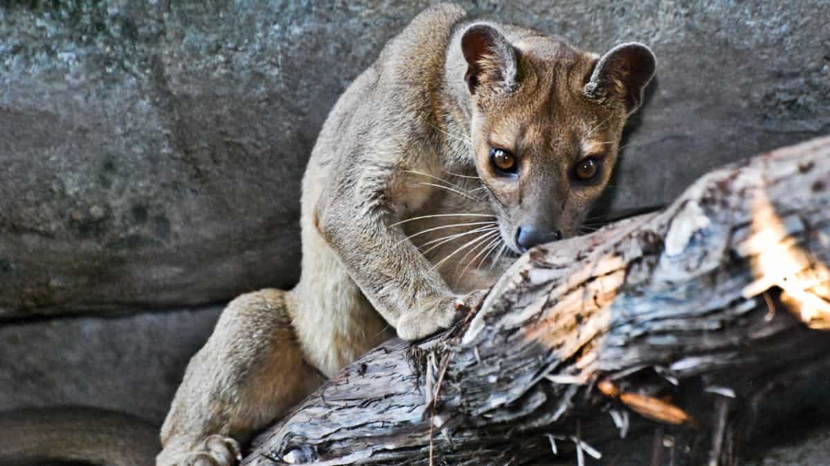 50 Out of the Ordinary Animals from History