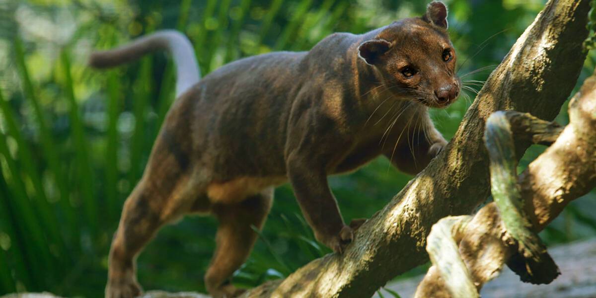 50 Out of the Ordinary Animals from History