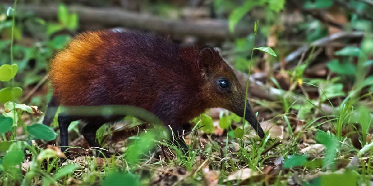 50 Out of the Ordinary Animals from History