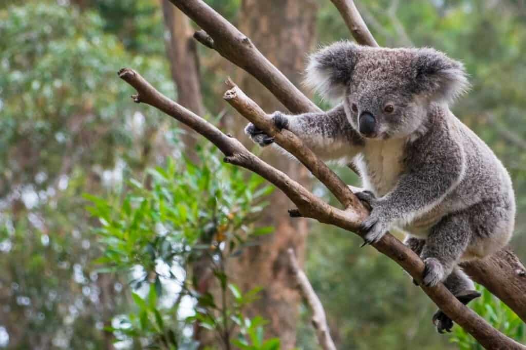Times Koalas Were Anything But Cute