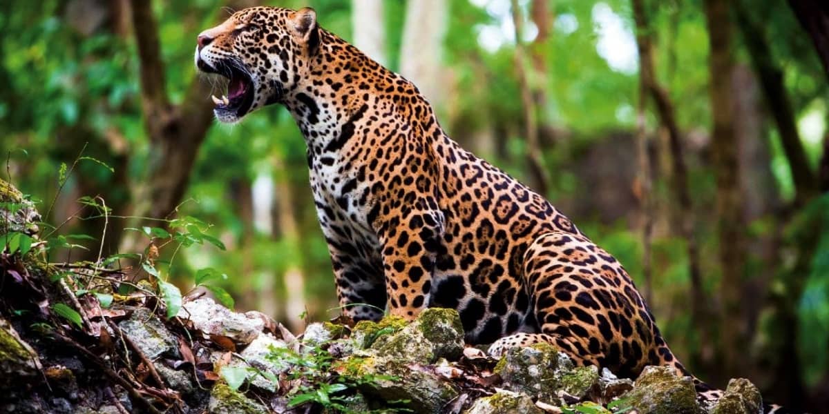 40 of the Most Impressive Predatory Cats in Nature