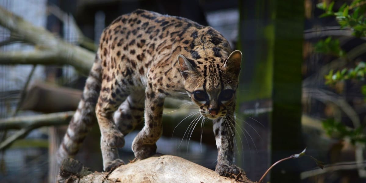 40 of the Most Impressive Predatory Cats in Nature