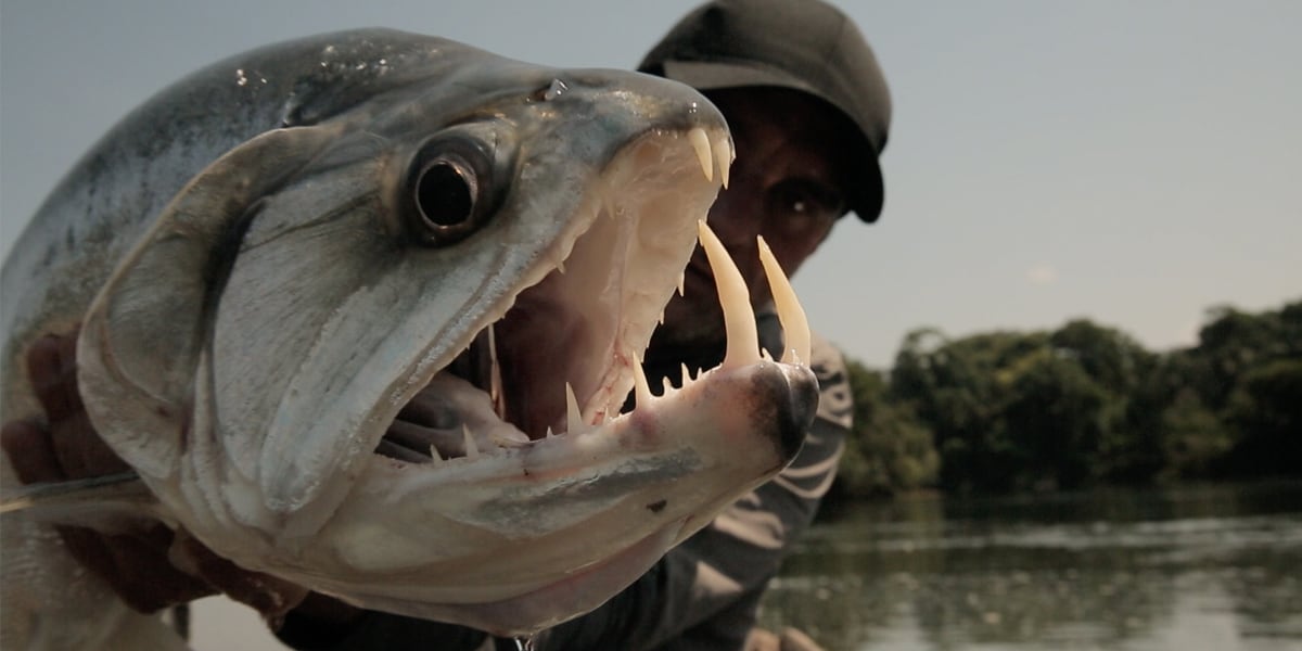 Hidden Secrets Of The Amazon Rainforest