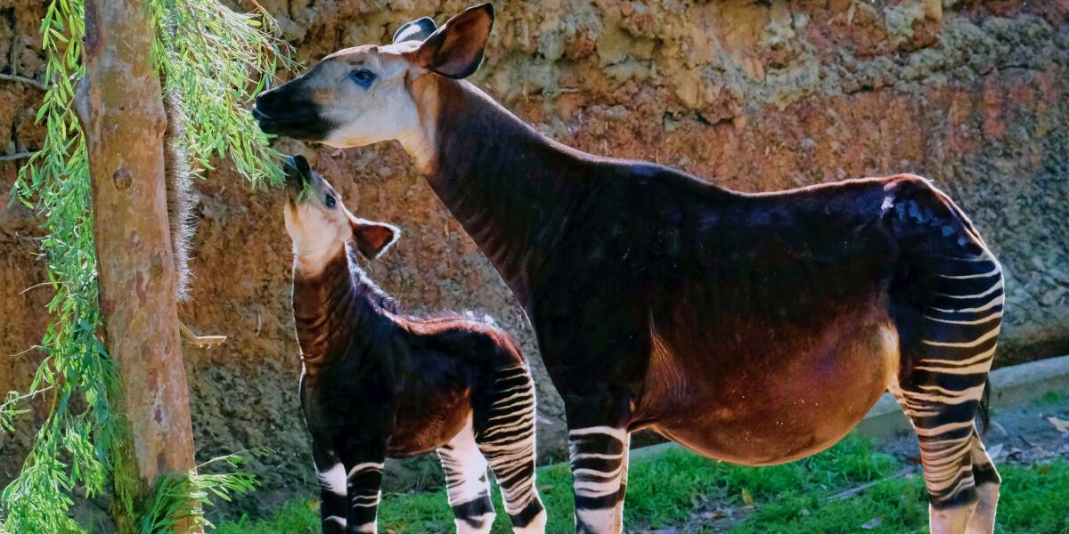 50 Out of the Ordinary Animals from History