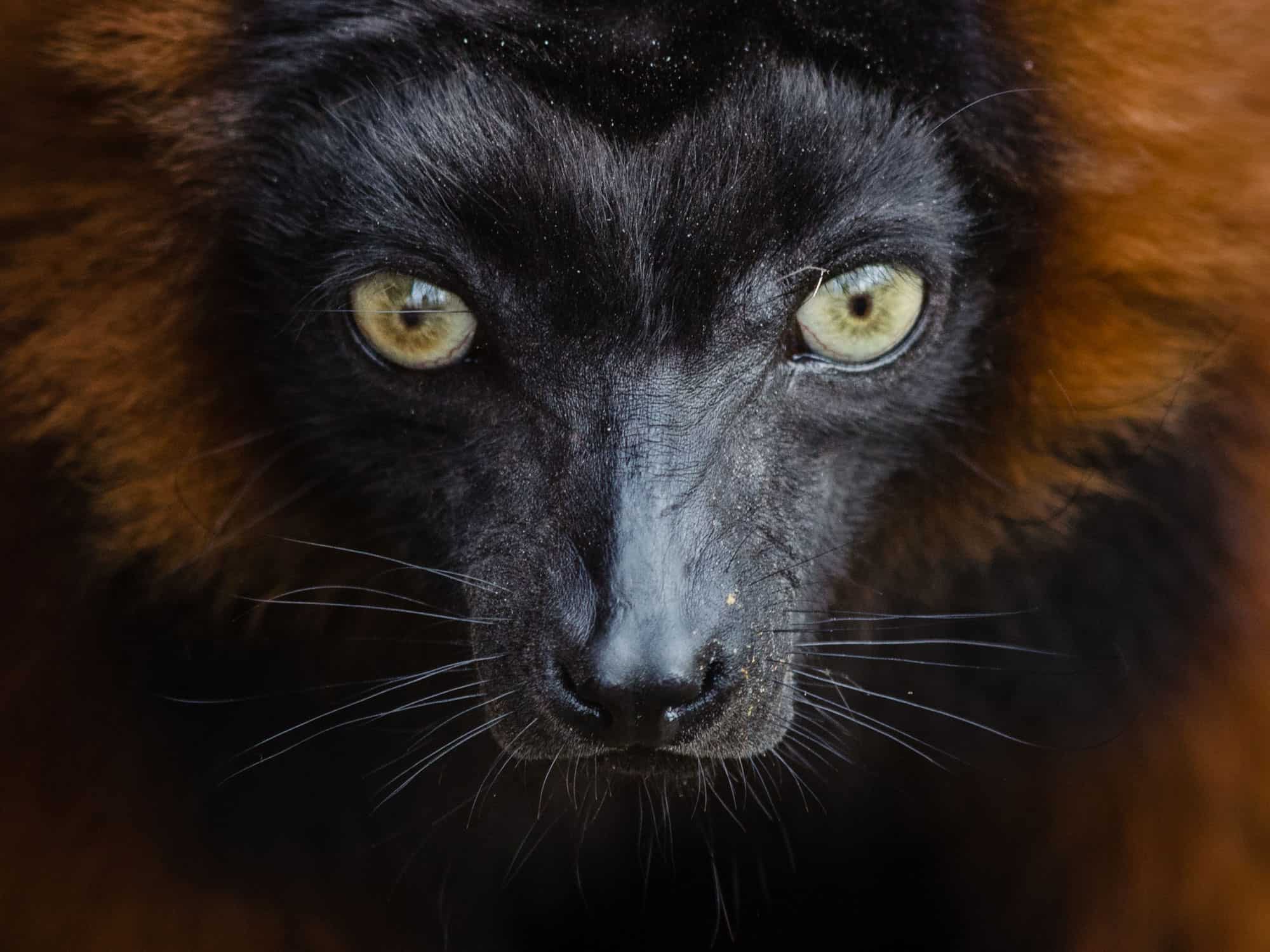 Some of these Majestic Animals Can Only be Found in Madagascar ...