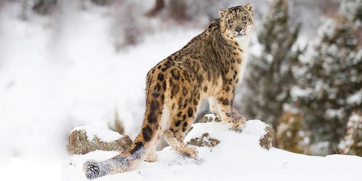40 of the Most Impressive Predatory Cats in Nature