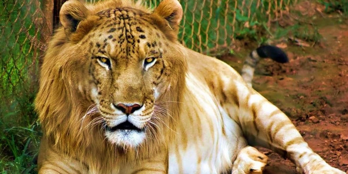 35 Hybrid Animal Species