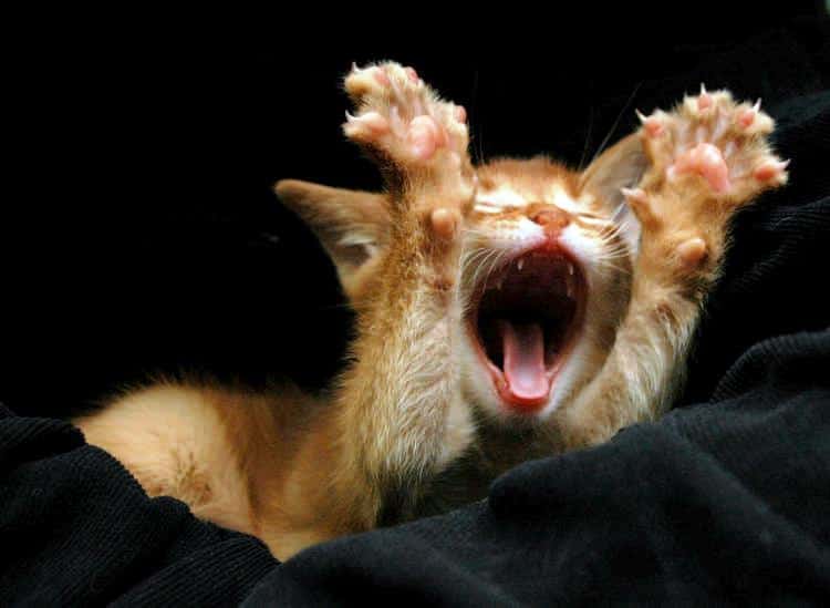 The Science Behind Why Yawning Is 'Contagious'