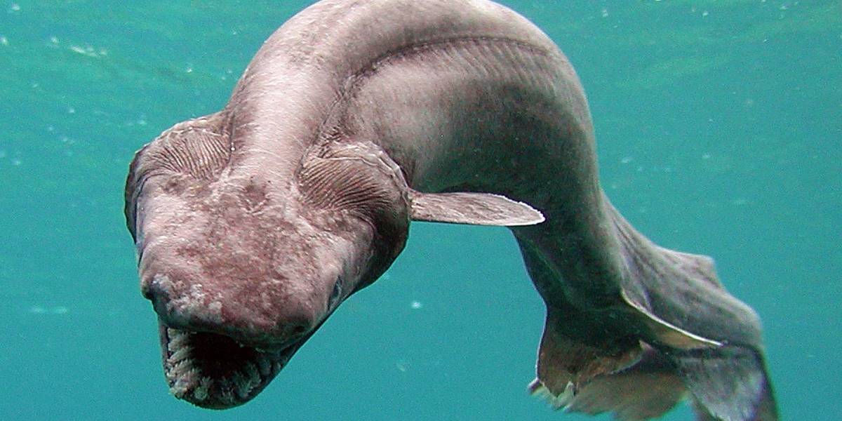 35 Nightmare Sea Monsters