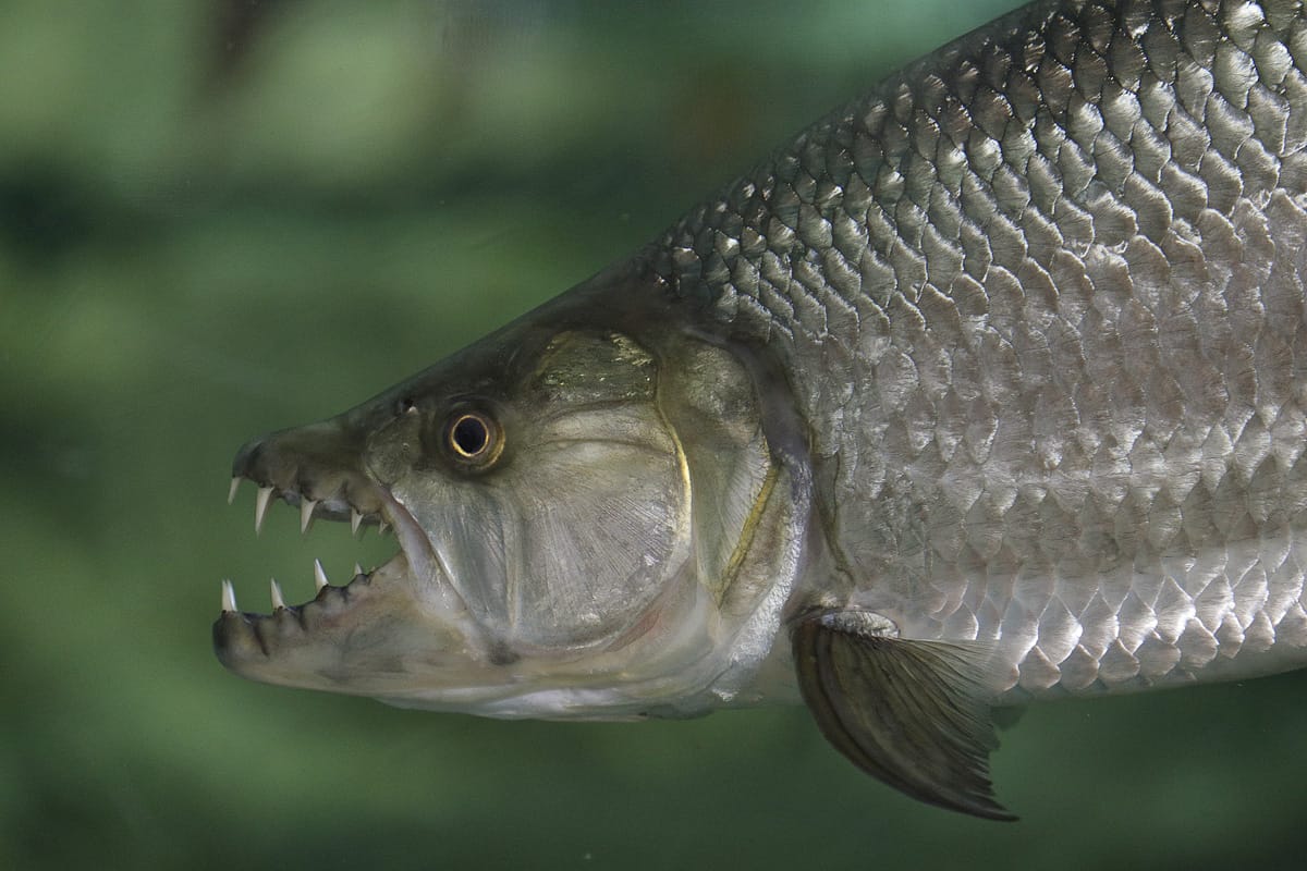 Animals With Unexpected Defense Mechanisms