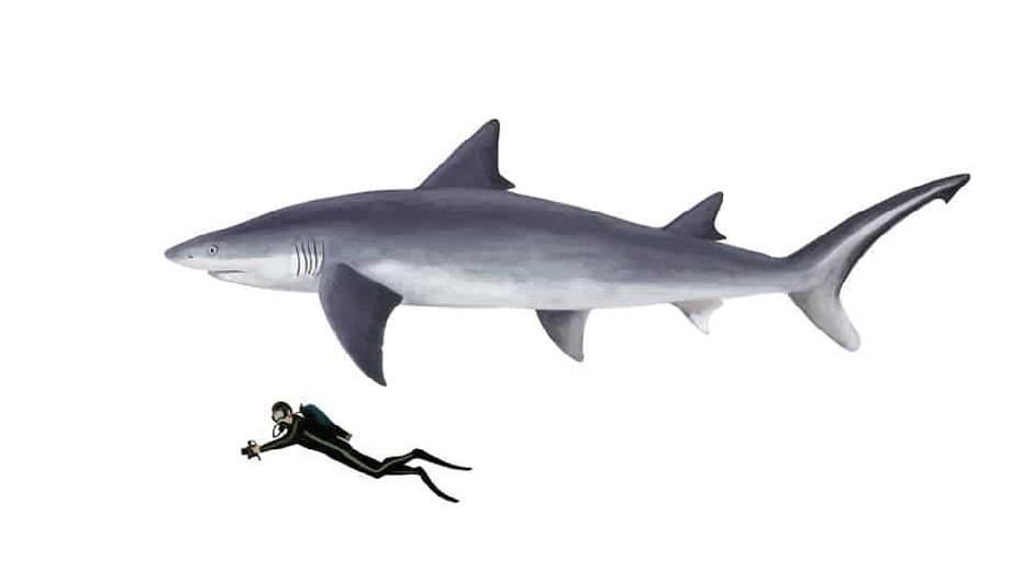 A List of Ancient Sharks from Small to Scary