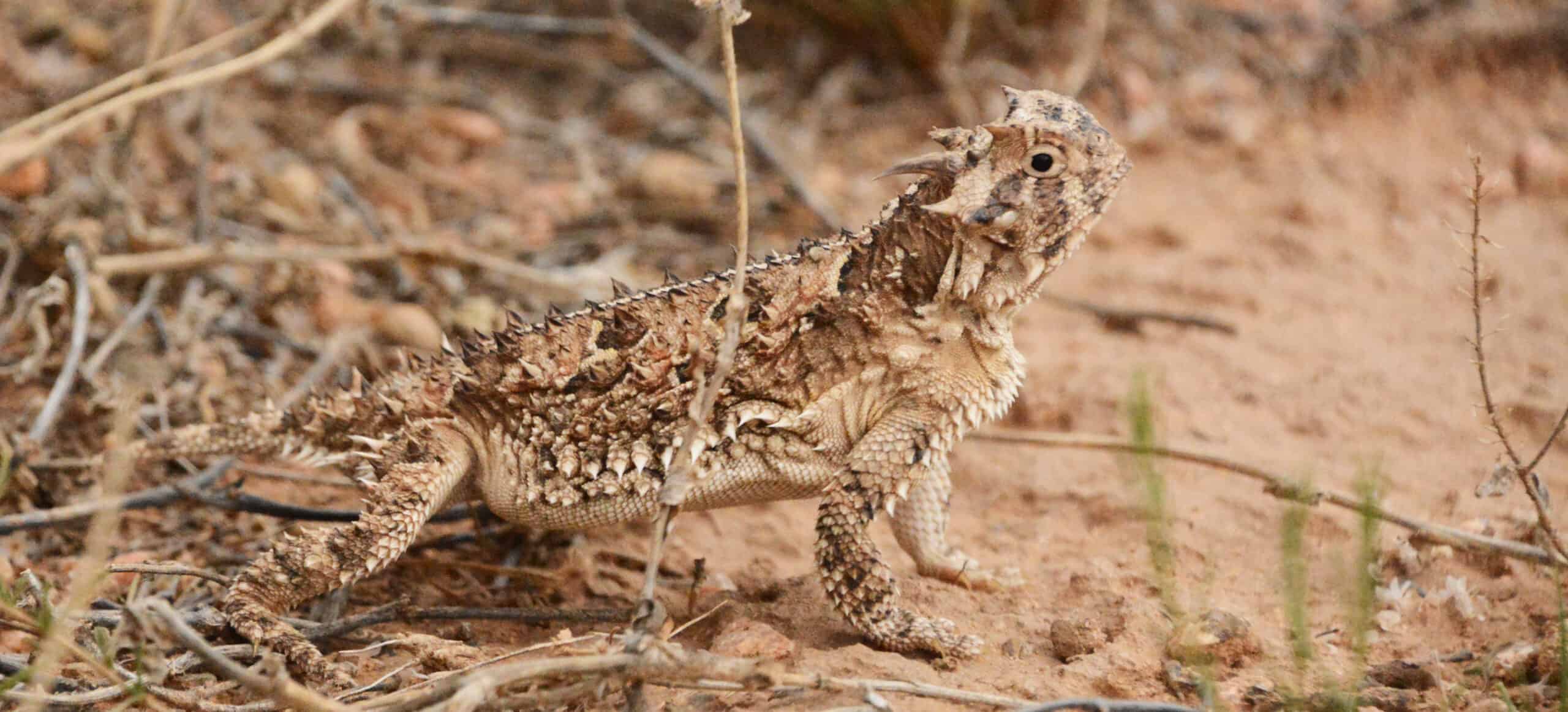 Animals With Unexpected Defense Mechanisms