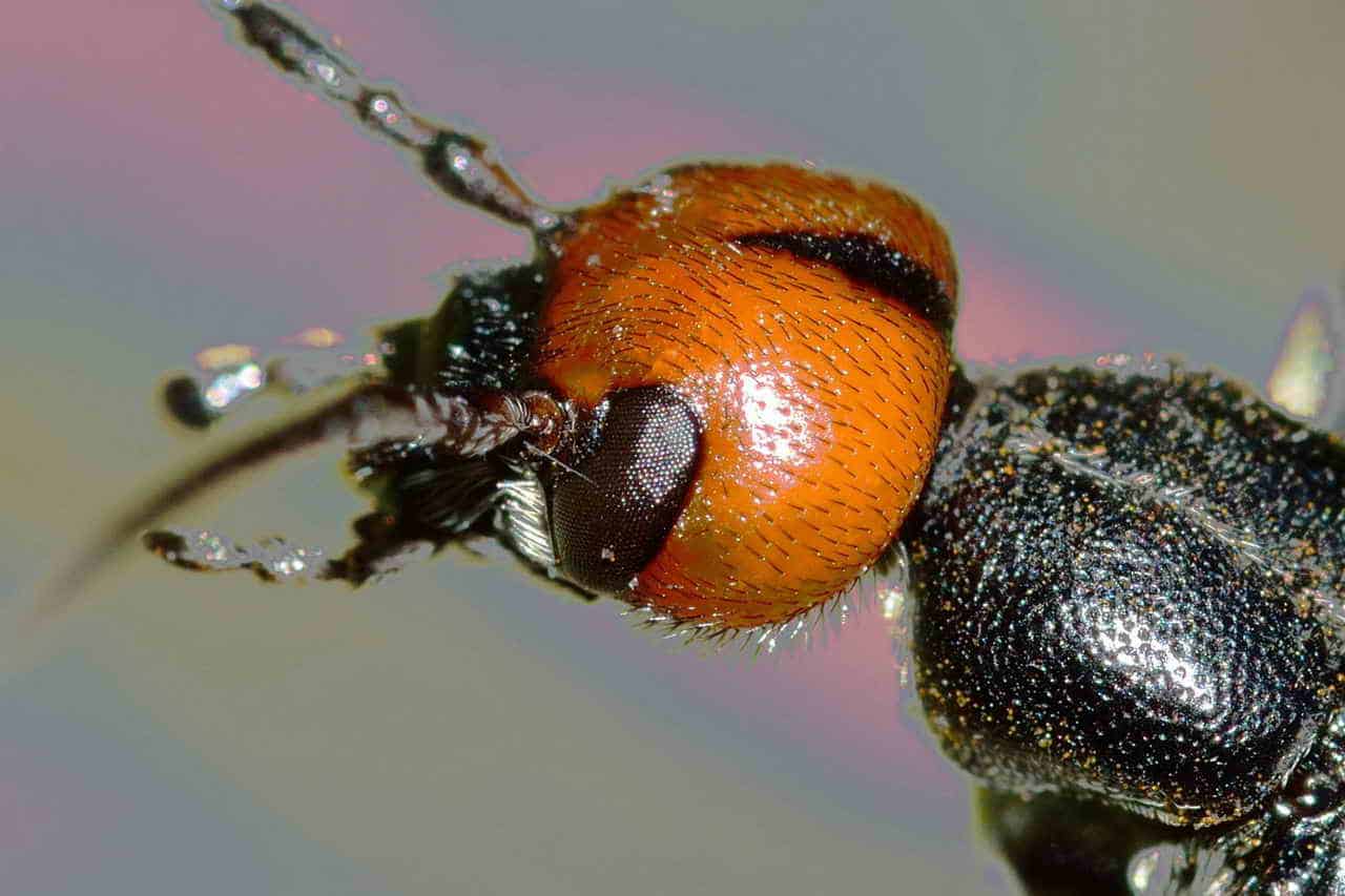 Animals With Unexpected Defense Mechanisms