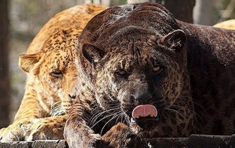 Motty Hybrid Elephant Archives - Science Sensei