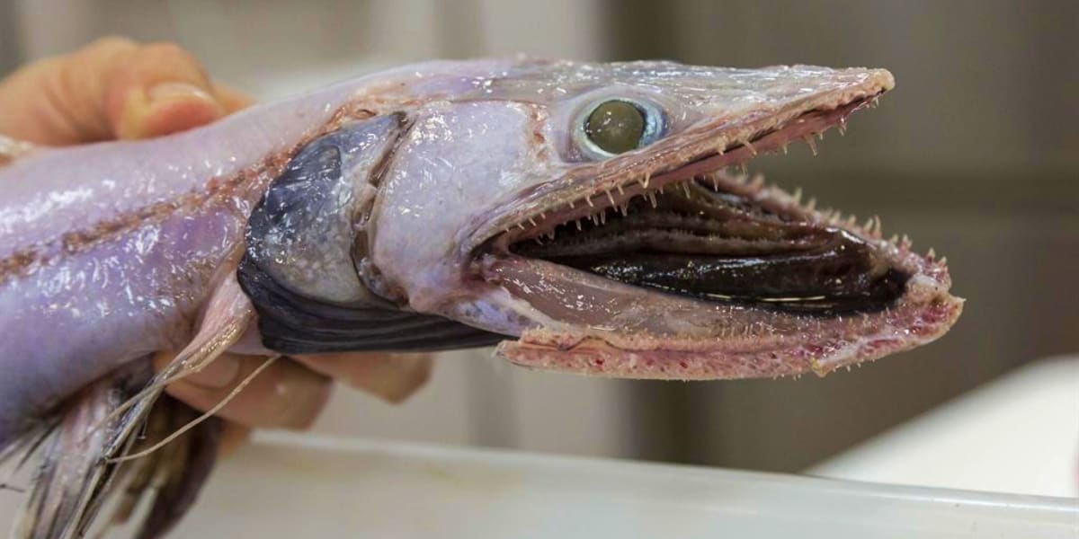 35 Nightmare Sea Monsters