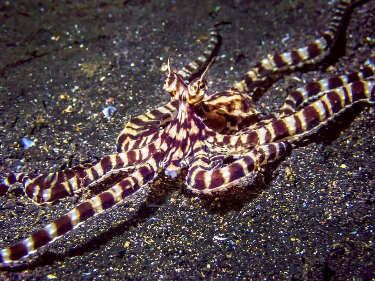 Animals With Unexpected Defense Mechanisms