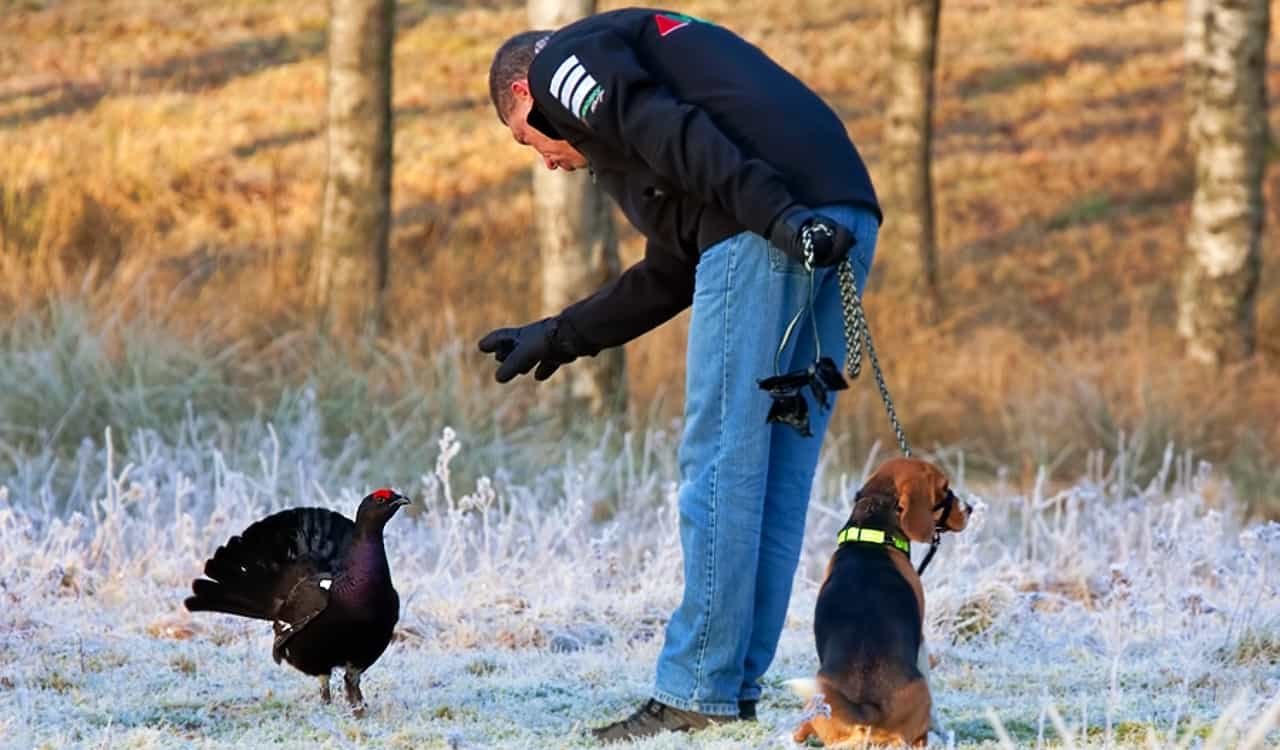 35 Hybrid Animal Species