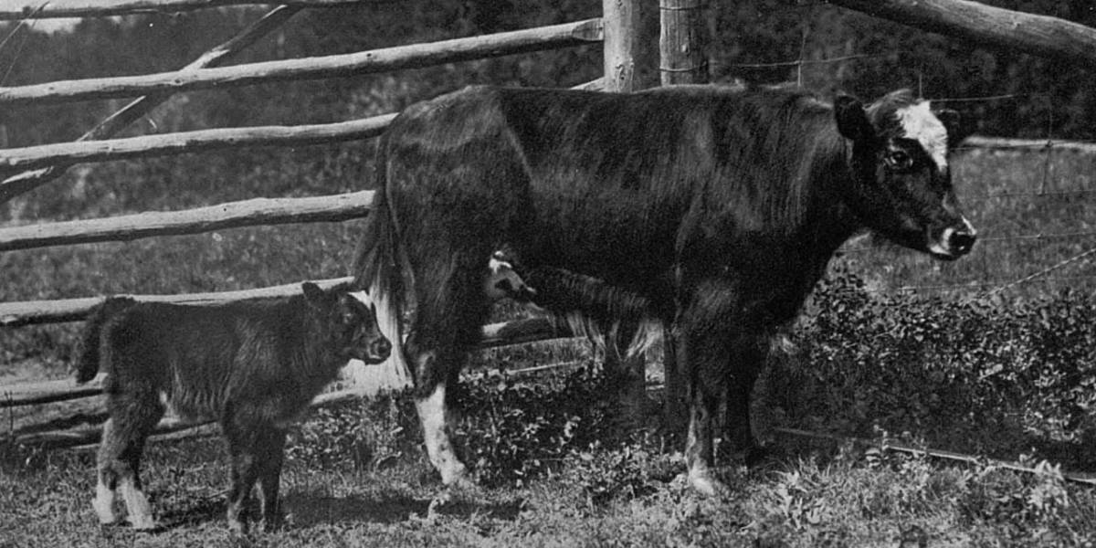 35 Hybrid Animal Species